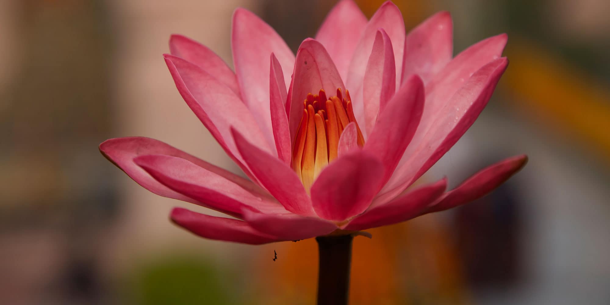 Vajra Guru Mantra - Nyingma Institute